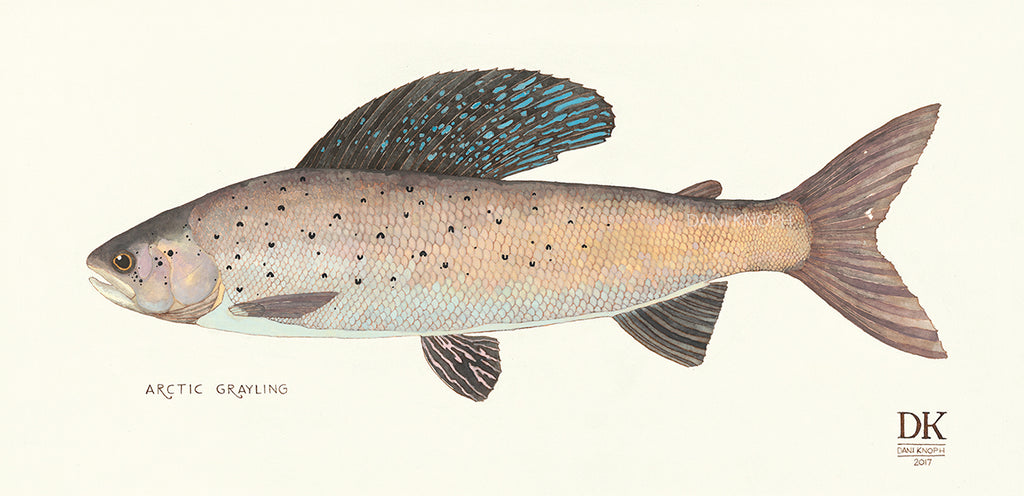 Arctic Grayling Print – Dani Knoph Davis Wildlife Studio